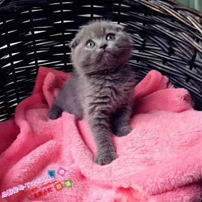 出售活体英国短毛猫