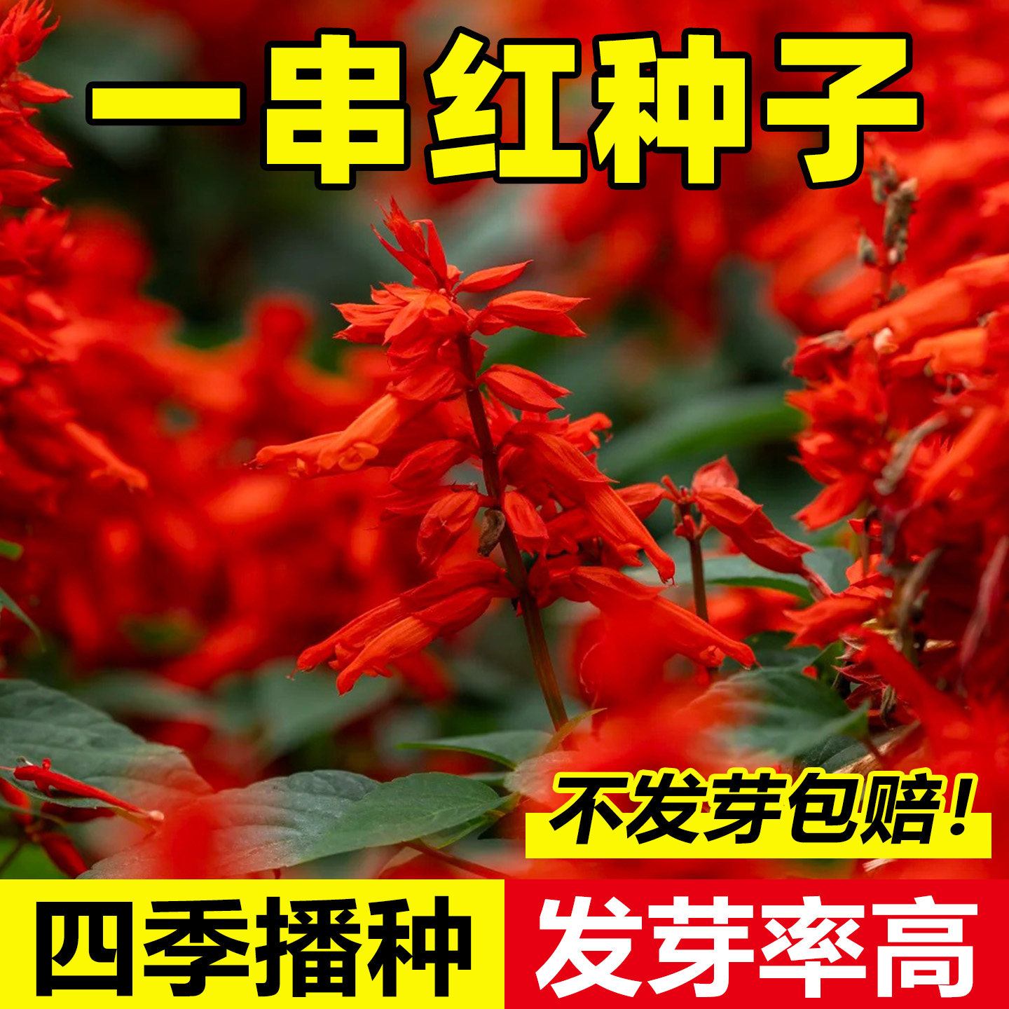 一串红种子四季播种观花植物花卉串串红种籽家庭园艺阳台盆栽种孑