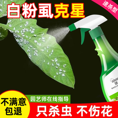 白粉虱杀虫剂花药花卉植物通用白飞虱病白娥病虫卵双杀除虫剂专用