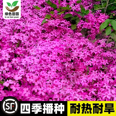 四季可播芝樱花福禄考花海种子