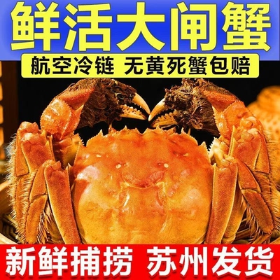 [活蟹]鲜活大闸蟹螃蟹母蟹现货生鲜海鲜水产礼盒装含绳重苏州发货