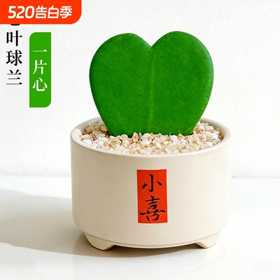 心叶球兰盆栽多肉植物大苗室内办公室桌面心形绿植花卉办公桌陶瓷