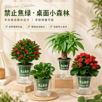 水培小绿植桌面办公室好养绿萝