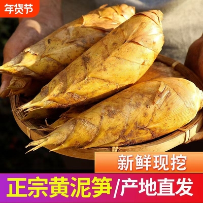 2025现货野生新鲜冬笋竹笋现挖现发江西毛竹笋黄泥拱楠竹笋