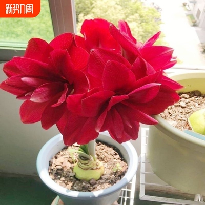 【常年开花】荷兰进口重瓣朱-顶-红盆栽花阳台庭院好养活春节装饰