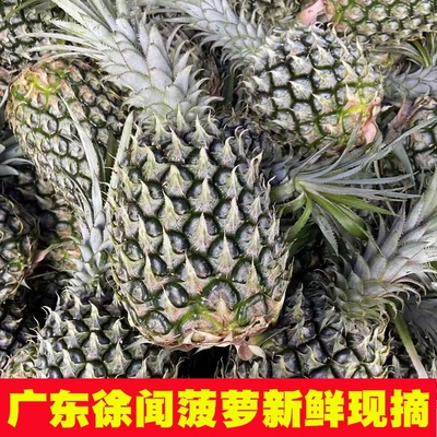 湛江徐闻菠萝香水大菠萝新鲜烧烤用青皮绿皮菠萝去味产地现摘现发