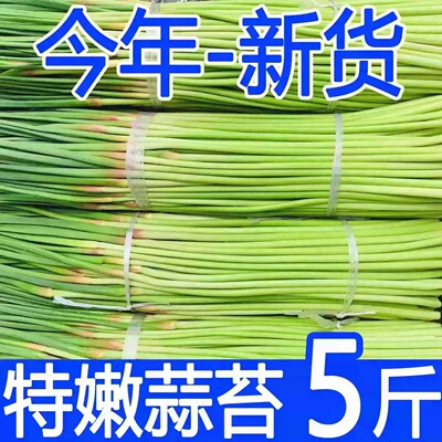 2026年红帽蒜苔新鲜蔬菜大蒜薹农家产地直发河南杞县蒜苔嫩蒜采摘