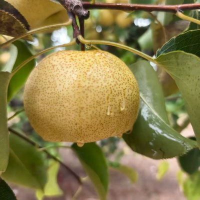 梨子新鲜9斤砀山梨应季安徽山梨现摘香雪梨水果梨脆甜整箱包邮