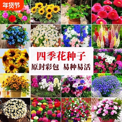 四季种植花种籽子易活室内外庭院