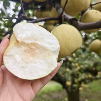 安徽正宗砀山梨酥梨汤山梨子新鲜9斤农家现摘当季水果产地直销