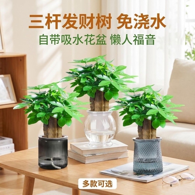 发财树小盆栽绿植|超5000次加购