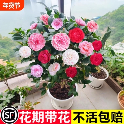 香妃山茶花盆栽带花苞五色赤丹花卉植物室内好养茶花树苗四季开花