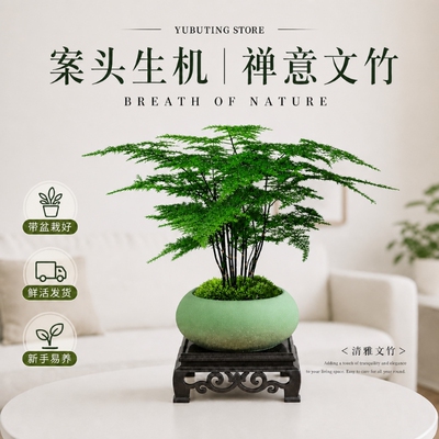 文竹盆栽室内盆景超好养绿植