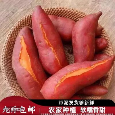 沙地龙九蜜薯新鲜地瓜番薯糖心山芋农家自种龙九黄心软糯种植保存