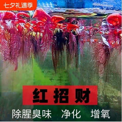 懒人漂浮水草红毛丹底泥即活造景净化鱼缸水质净水增氧龟缸套餐