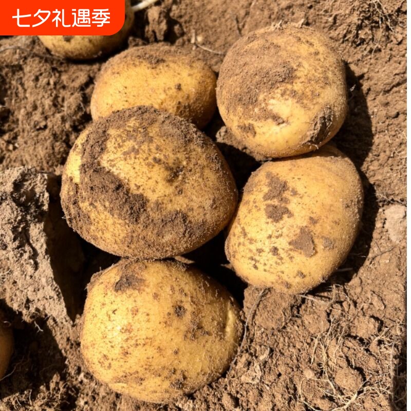苹果优选新鲜现挖甘肃定西土豆黄皮黄心沙面蔬菜农家自种粉糯洋芋