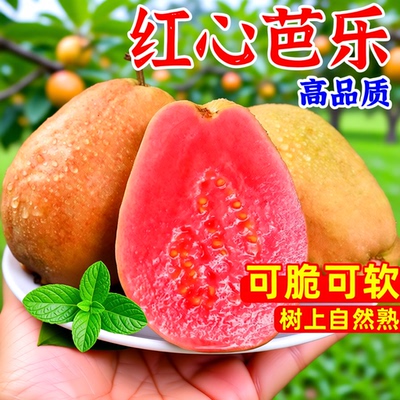 福建红心芭乐大果|超6000次加购