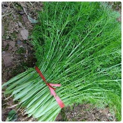 新鲜带根茴香菜产地直发包邮