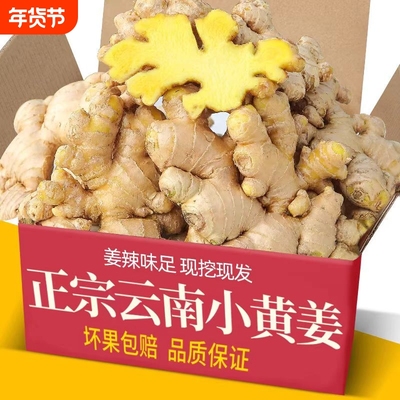 农场直购云南山地小黄姜新鲜生姜现挖老姜带土新鲜辛辣十足小黄姜