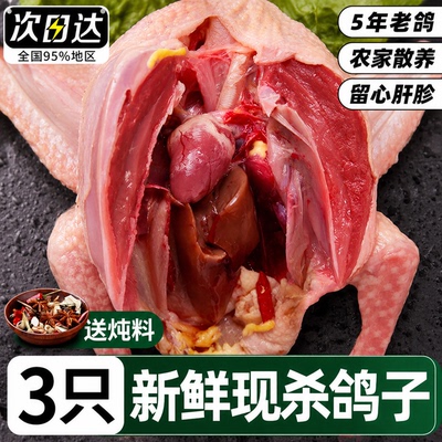 农家散养鸽子新鲜现杀5年老鸽子肉生鲜乳鸽煲汤滋补农村冷冻批发