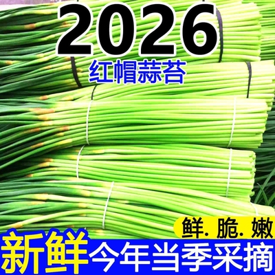 2026年时令当季现摘河南红帽精品蒜苔新鲜蒜薹农家蒜毫蒜苔新鲜