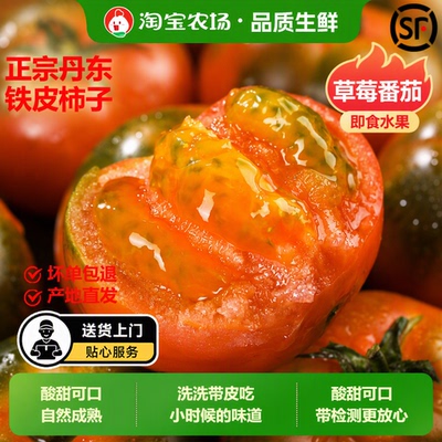 顺丰包邮正宗铁皮草莓柿子新鲜当季西红柿生吃水果东北番茄酸甜口
