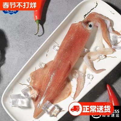探味岛【顺丰包邮】福建东山岛手钓大管火箭鱿新鲜冷冻枪乌贼鲜活