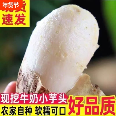 正宗新鲜牛奶小芋头农家现挖牛小香芋毛芋艿当季时令蔬菜农家自种