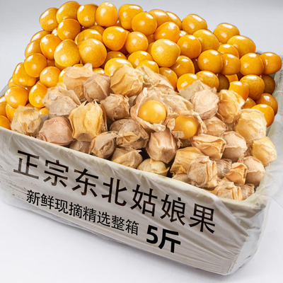 东北姑娘果特产水果新鲜当季整箱5斤灯笼果黄菇娘洋姑娘果大果
