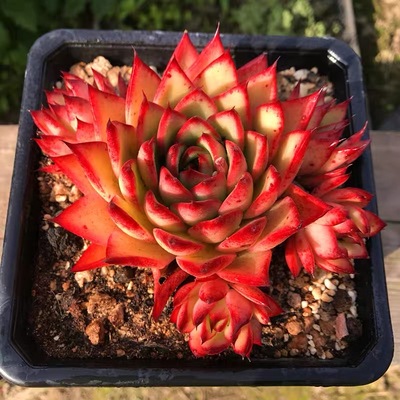 吉赛尔多肉植物带盆土好养