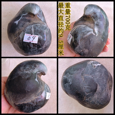 全玉化鸮头贝化石稀少动物标本
