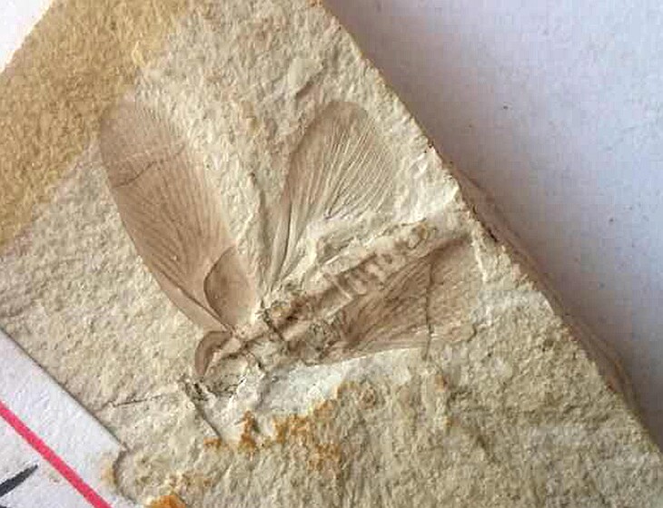 天然昆虫化石摆放石材动物招财复古怀旧桌面古生物科普标本kc9999