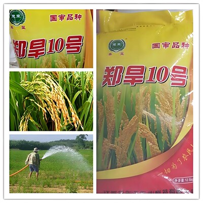 郑旱10号旱稻种子优质高产圆粒节水抗旱十号常规旱稻谷种旱稻稻种