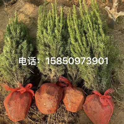 带果曼地亚红豆杉树苗盆栽盆景大树老桩耐寒绿植结果植物别墅花卉