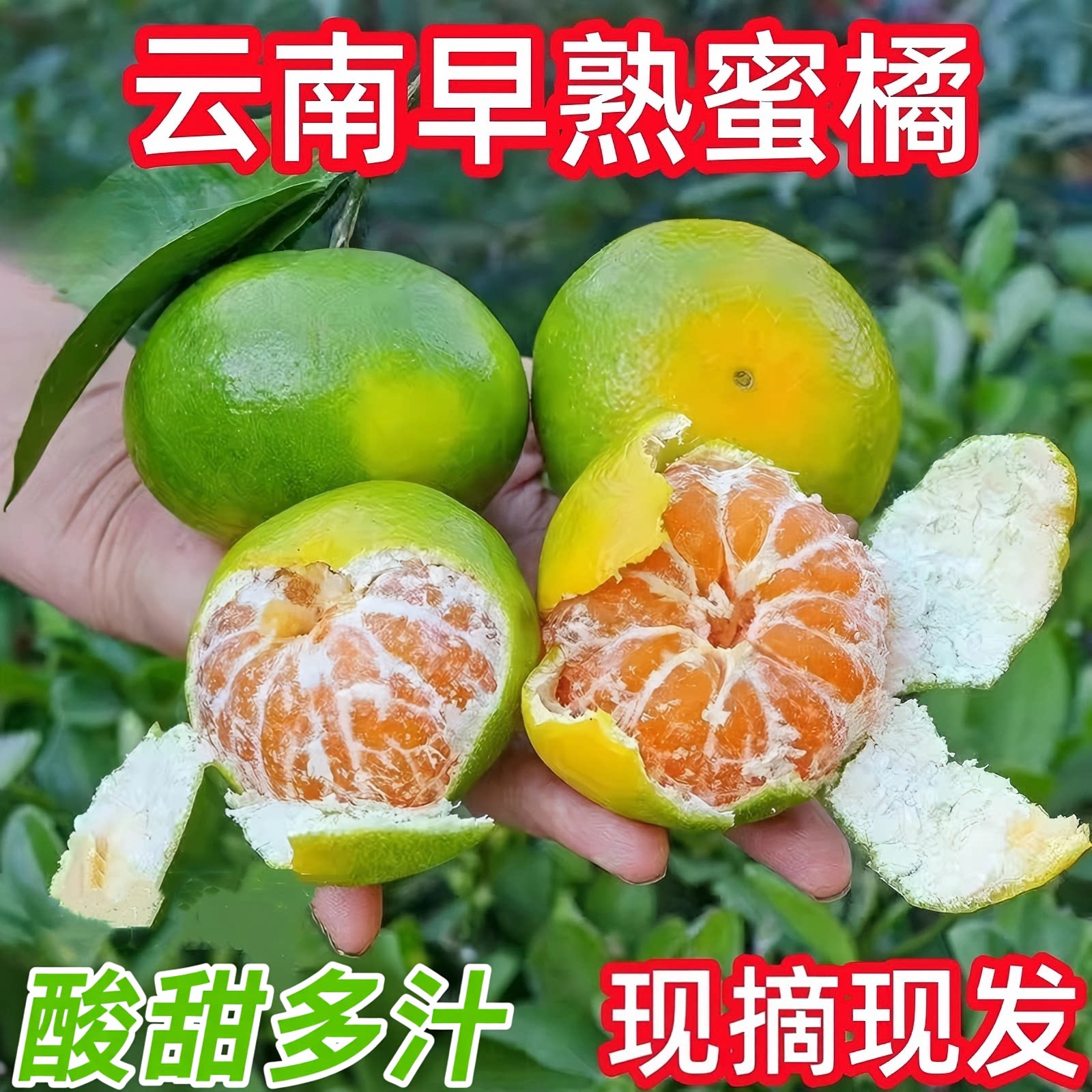 云南蜜橘桔子9斤早熟无籽新鲜橘子孕妇水果整箱包邮当季青皮柑橘