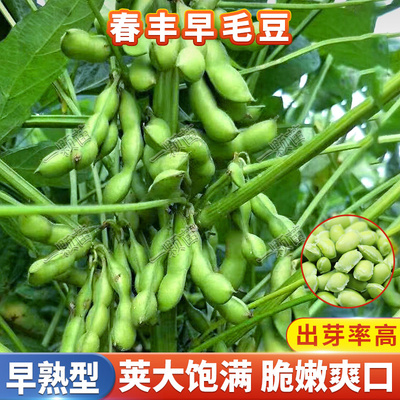 春丰早毛豆种籽高产大豆种籽