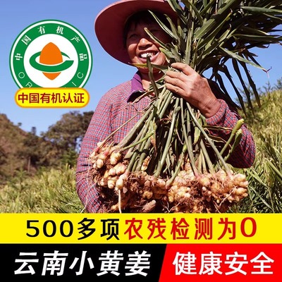 正宗云南有机小黄姜带泥鲜姜