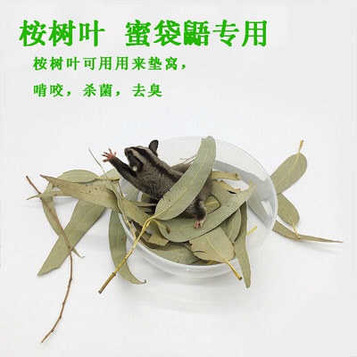 烘干桉树叶蜜袋鼯鼬磨牙消毒杀菌除臭垫材料用品小蜜喜欢银树安叶