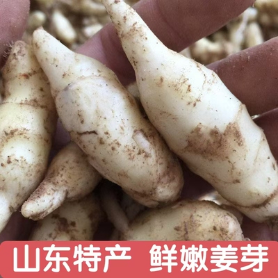 嫩姜姜芽仔姜新鲜包邮五斤小嫩姜芽鲜姜山东生姜醋泡姜红芽姜牙仔