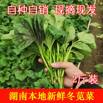 新鲜蔬菜冬苋菜现摘现发