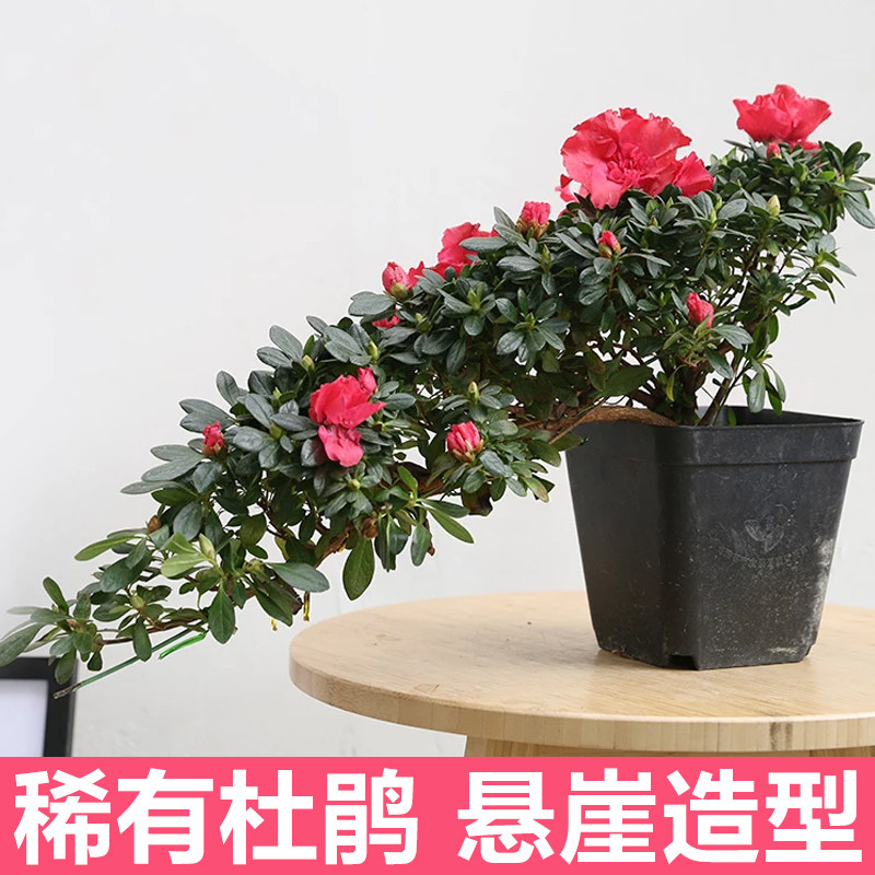 悬崖造型杜鹃花盆景盆栽四季开花植物杜鹃花室内外植物带花苞盆栽