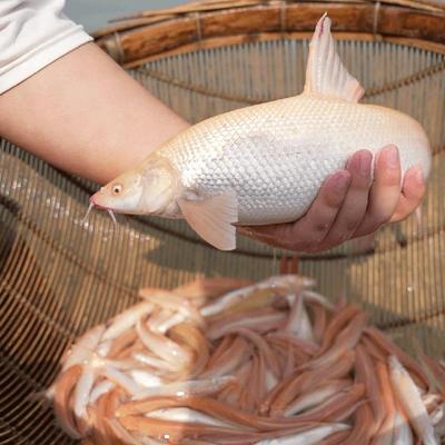 红眼银鳕鱼苗淡水鱼养殖鱼