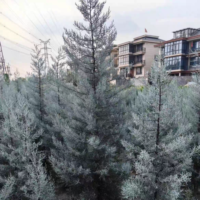 美洲柏木 蓝冰 塔型 棒棒糖多年生阳台花园庭院观叶植物耐寒热