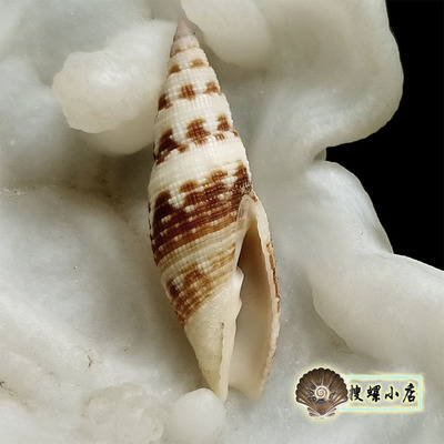 3.87厘米布纹笔螺