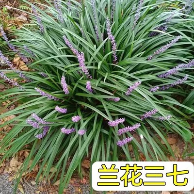 兰花三七苗草苗四季常青宽叶麦冬草室外庭院植物耐寒地被耐阴好养