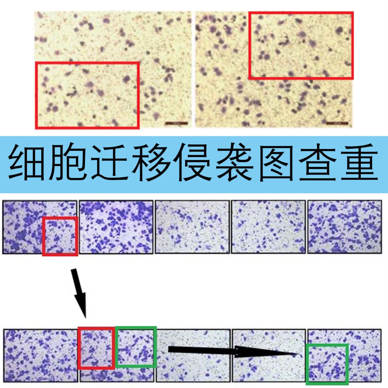 专业图片查重医学科研科学SCI细胞切片wb图片误用AI智能比对