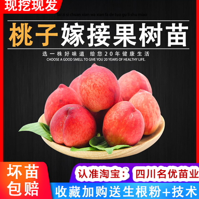 【该商品100%正宗】桃子树苗