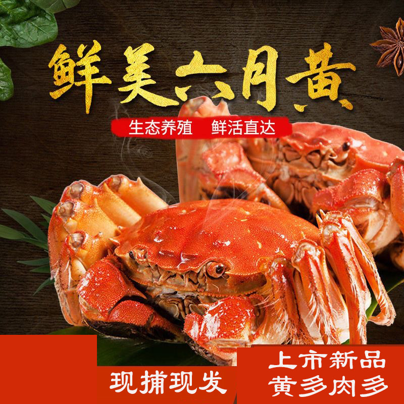 活蟹鲜活大闸蟹六月黄固城湖螃蟹河蟹毛蟹产地直发香辣蟹水产