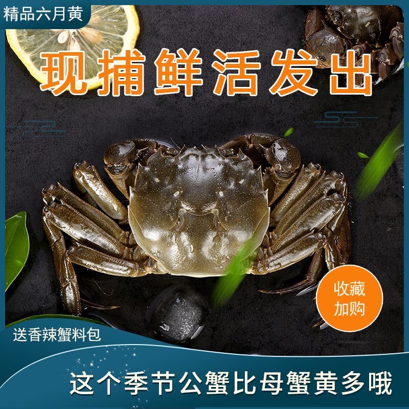 活蟹六月黄大闸蟹产地直发螃蟹河蟹毛固城湖河蟹香辣蟹1.4-1.7两/