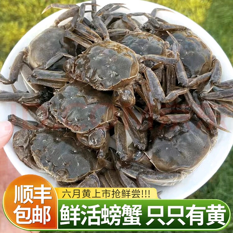 鲜活六月黄大闸蟹螃蟹河蟹产地直发小螃蟹香辣蟹一元蟹五元河蟹